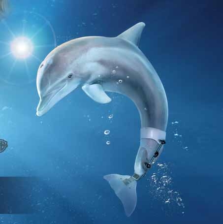 Curiosidades del mundo: Winter ... la delfin