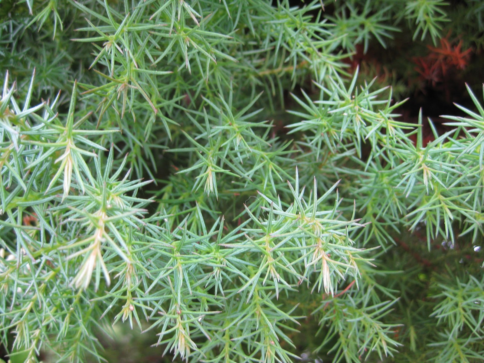 Trees of Santa Cruz County: Cryptomeria japonica 'Elegans' - Japanese ...