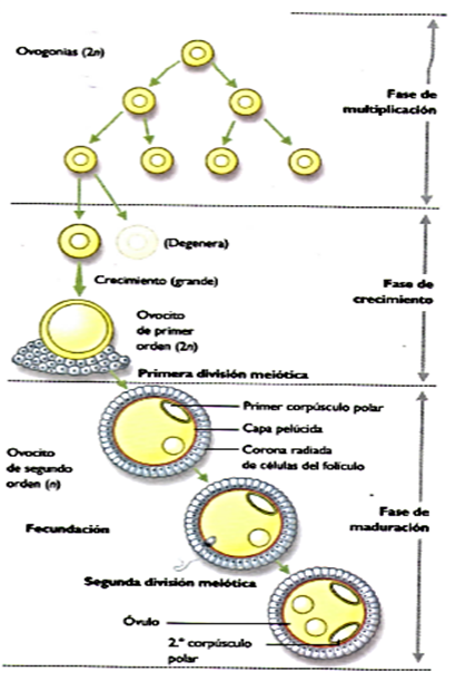 BLOGS DE BIOLOGIA: BIOLOGÍA CELULAR