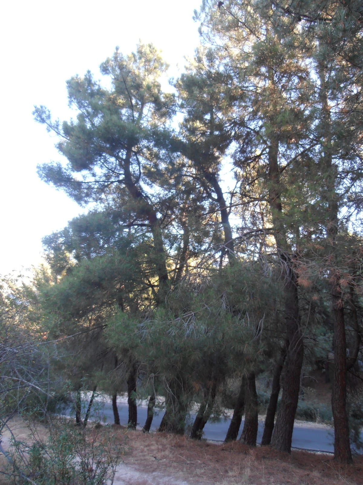 Entre plantas y bichos: Pinus pinaster (Pino resinero, pino ródeno)