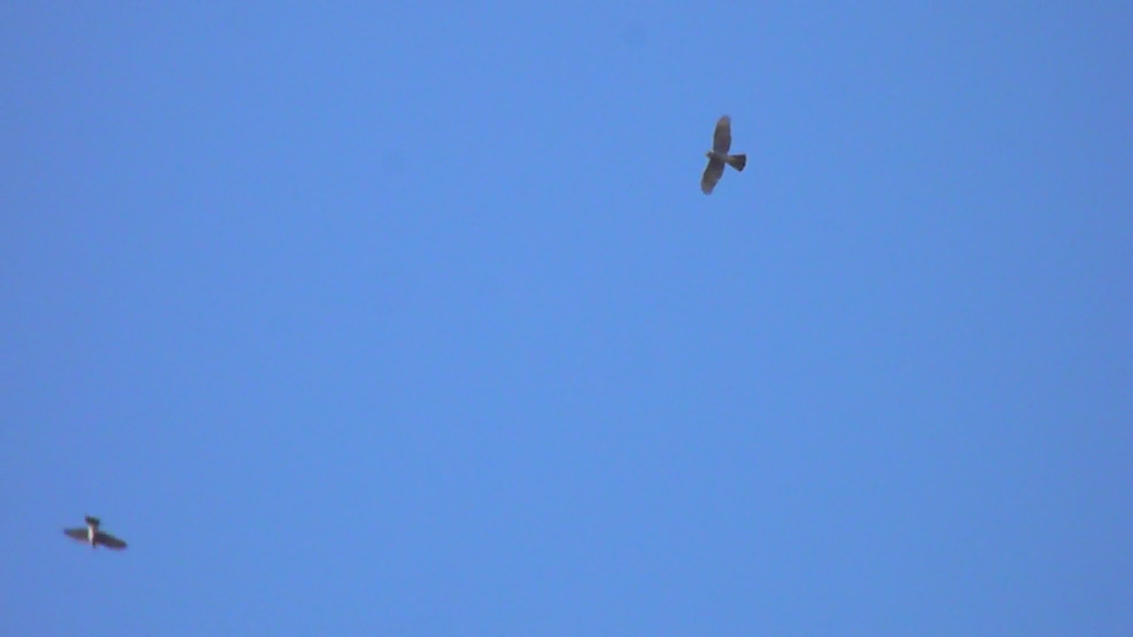 PASARI DIN ROMANIA: ULIU PORUMBAR (ULIUL GAINILOR), Accipiter gentilis