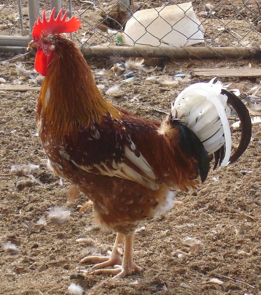 Aloha Chickens: Fall Breeder Pen #2