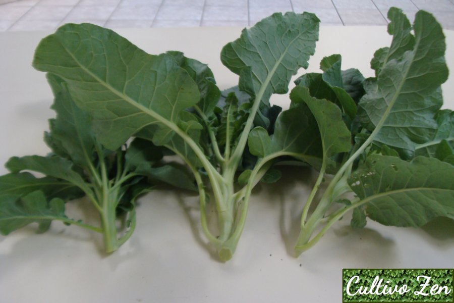 Cultivo Zen: Mudas de Couve Brócolis por Brotações Laterais (Broccoli ...