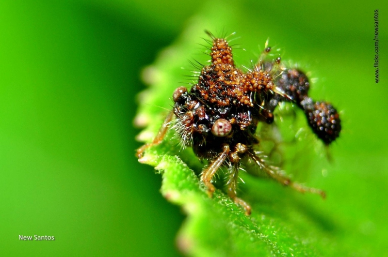 pixpeedia: The ugliest insects in the world
