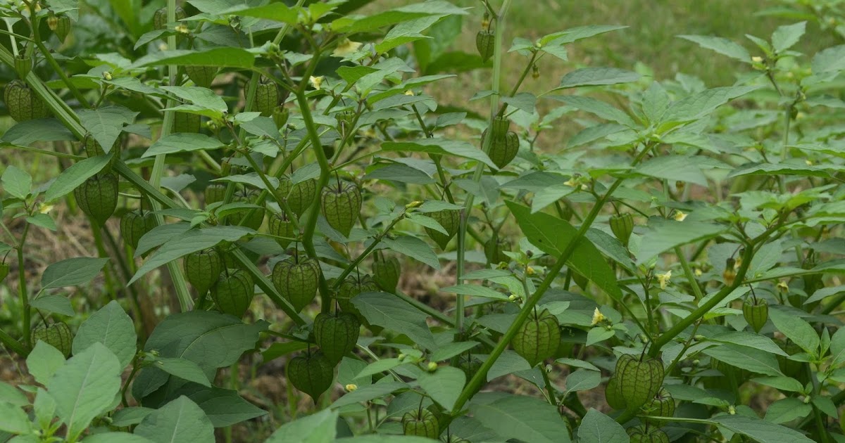 The Kambatik Park, Bintulu.: Letup-Letup or Lesser Bladder Cherry ...