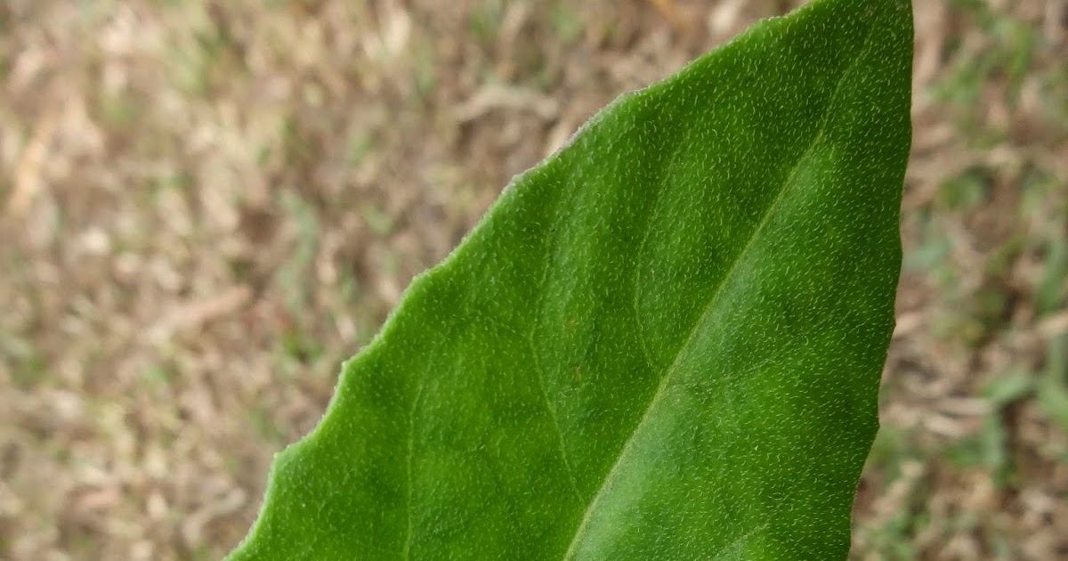 Herbs from Distant Lands: Gynura procumbens - Sabungai, Leaves of Gods ...