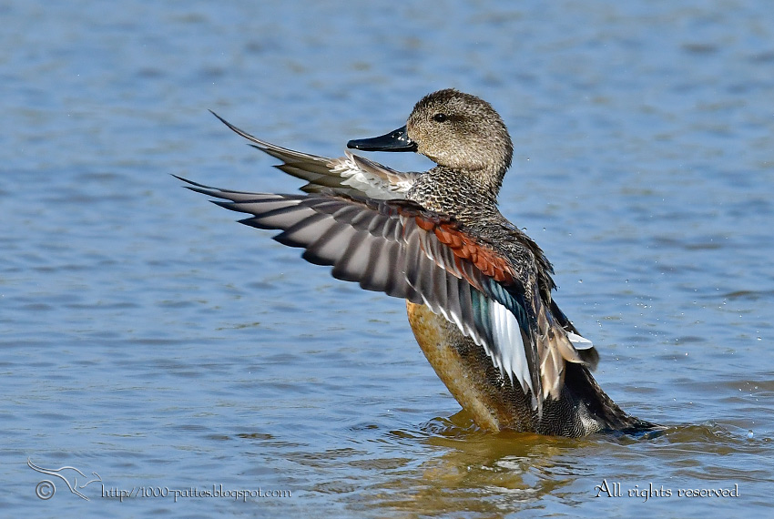 WILDLIFE GATEWAY: Canard chipeau