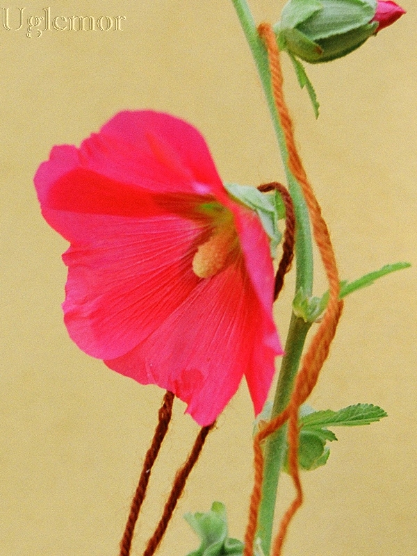 Uglemors blog MotherOwl's Musings: Stokrosefarvning -- Dyeing with ...