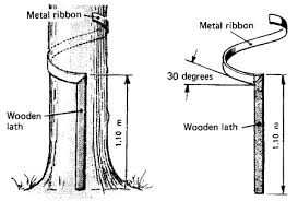 GURUTHUMA WEB: රබර් වගාව / Rubber cultivation