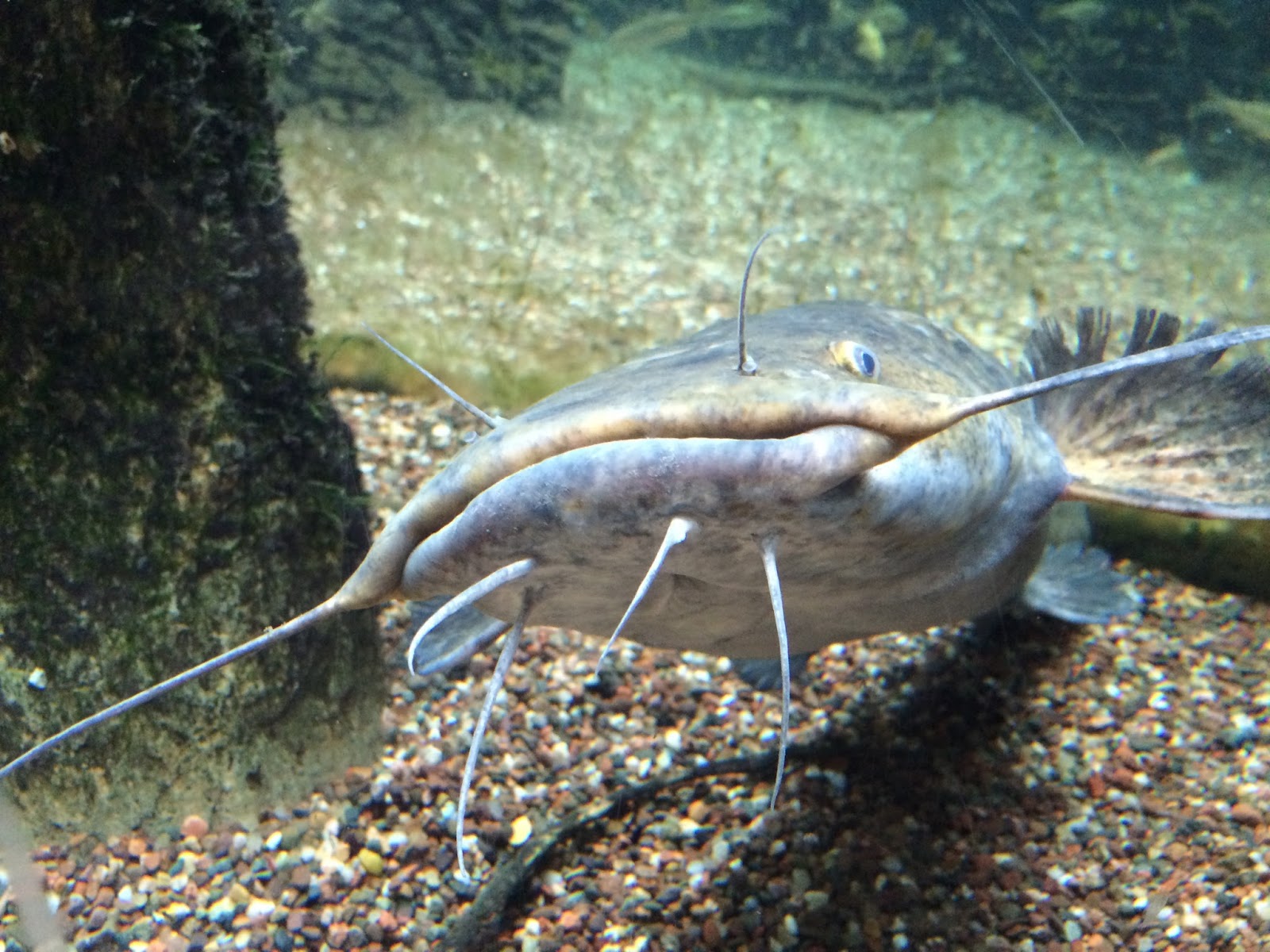 Virginia Fishes: New Muskellunge (Esox masquinongy), walleye and ...