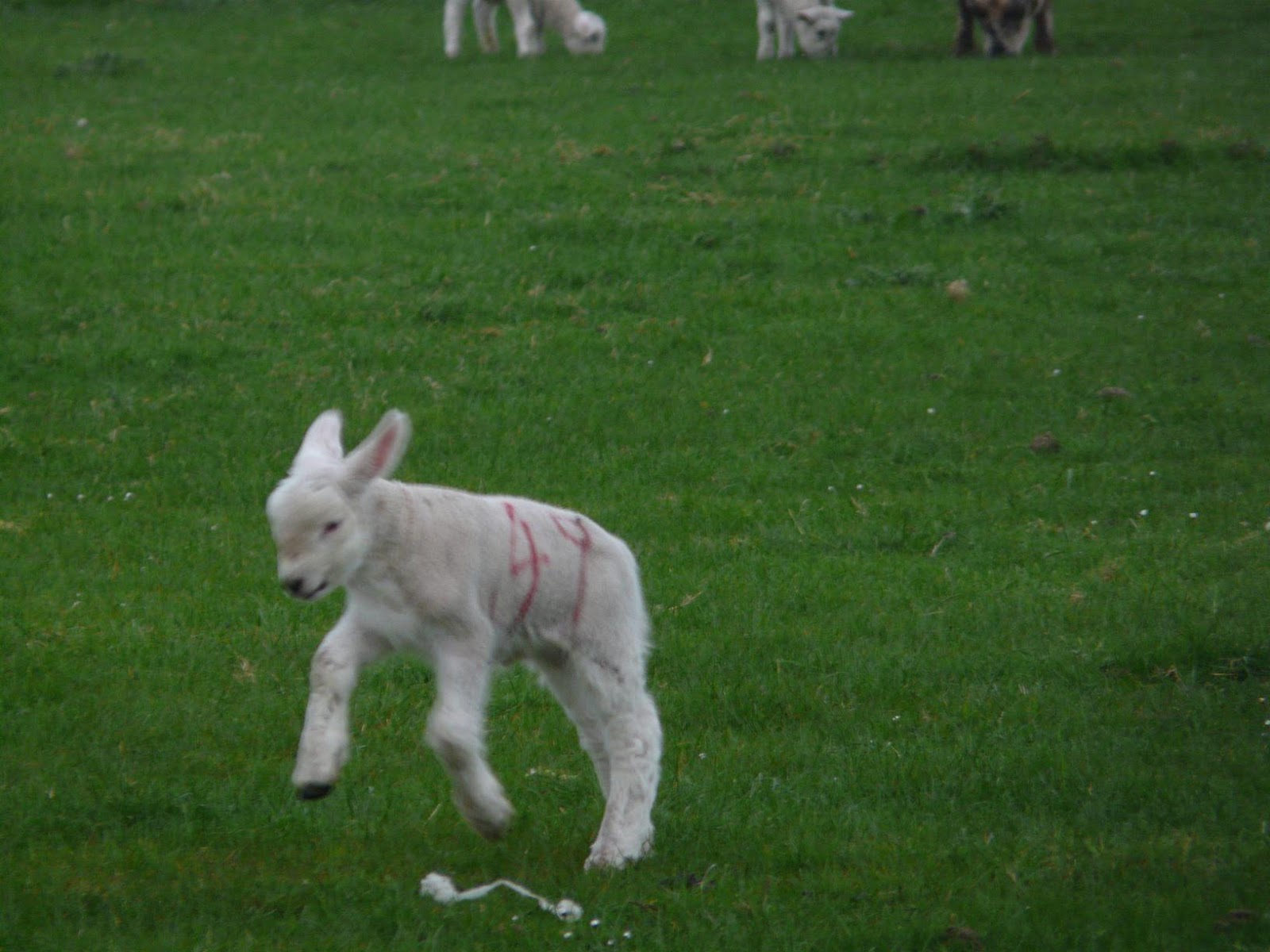 Things You Need For Raising Orphan Lambs