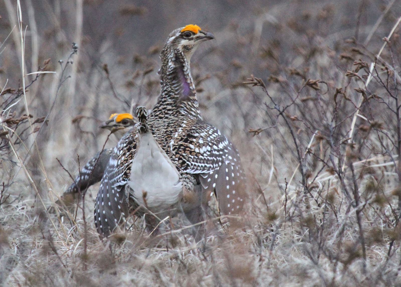 ShutterWi: Sharp-Tailed Grouse. Bayfield County WI.