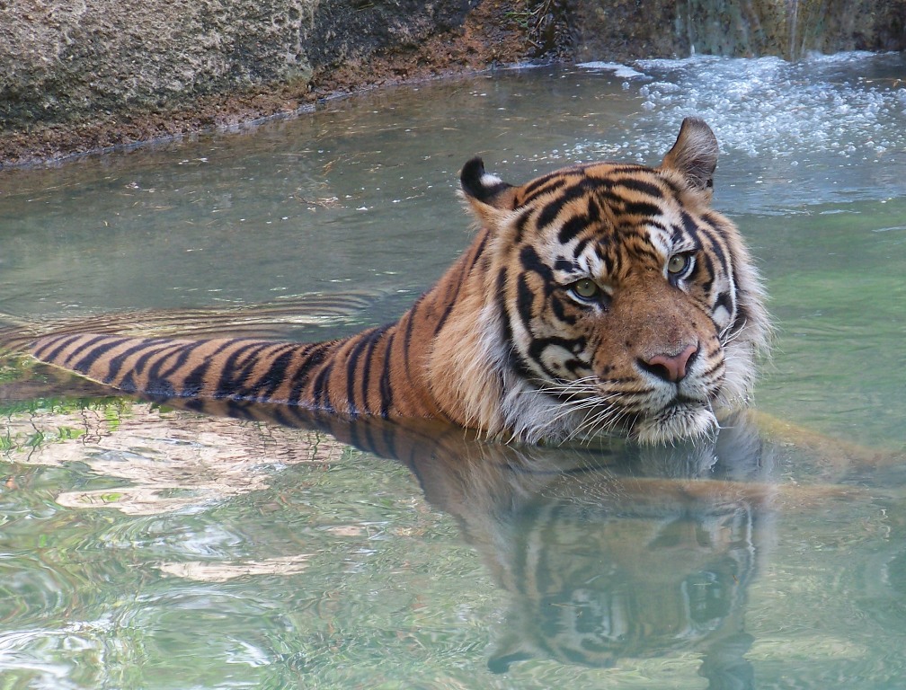 Welcome Mohan the Tiger!