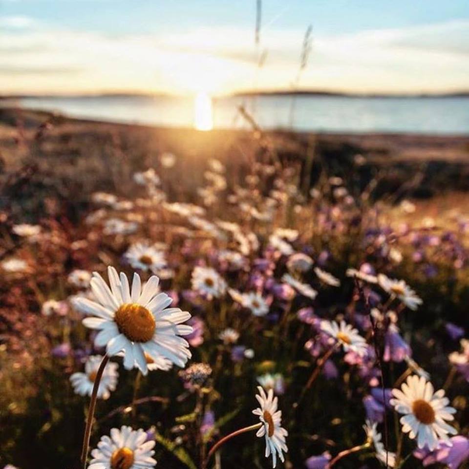 Wildflower 57 ~ Barefoot and Tangled: Wild Daisy in the Sun
