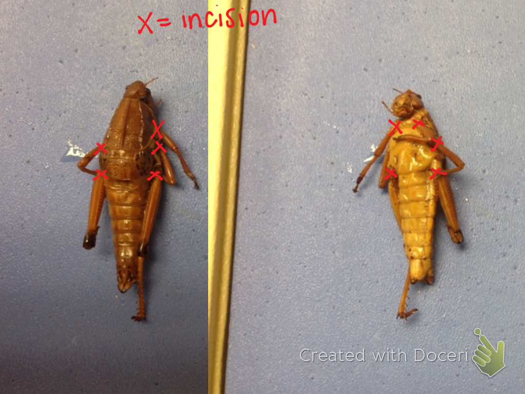 Bio Nerds: HOW TO: Dissect a Grasshopper