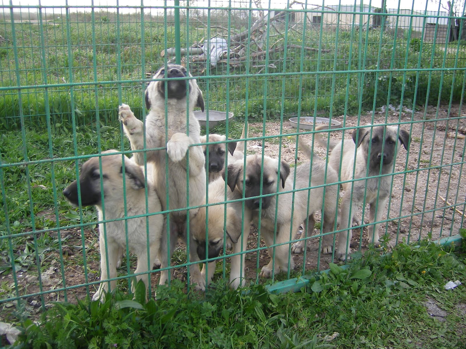 Vida na Turquia e outras cositas mas: Kangal Turco