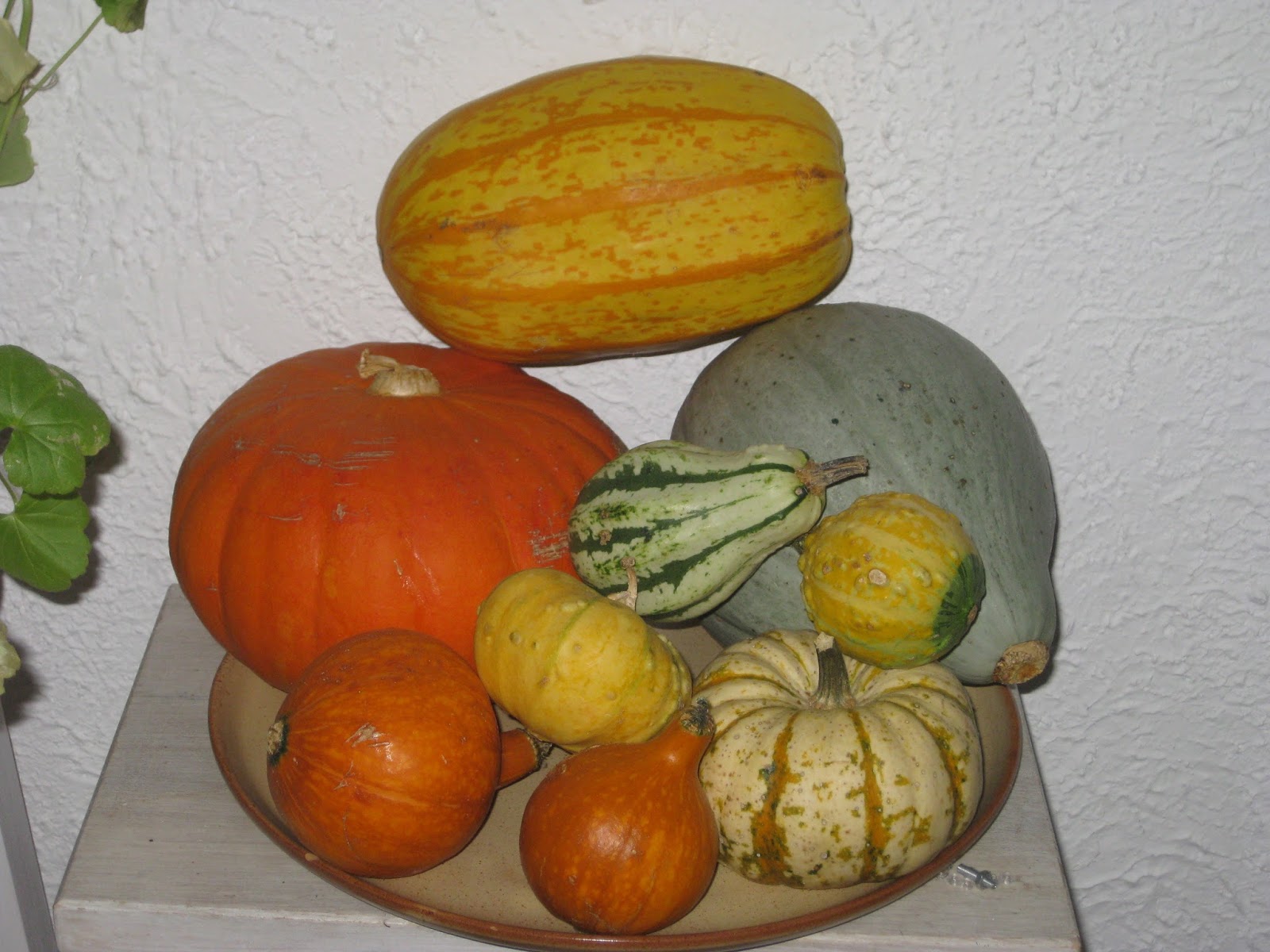 ealdoras frö: Zucchini, Pumpa & Vintersquash