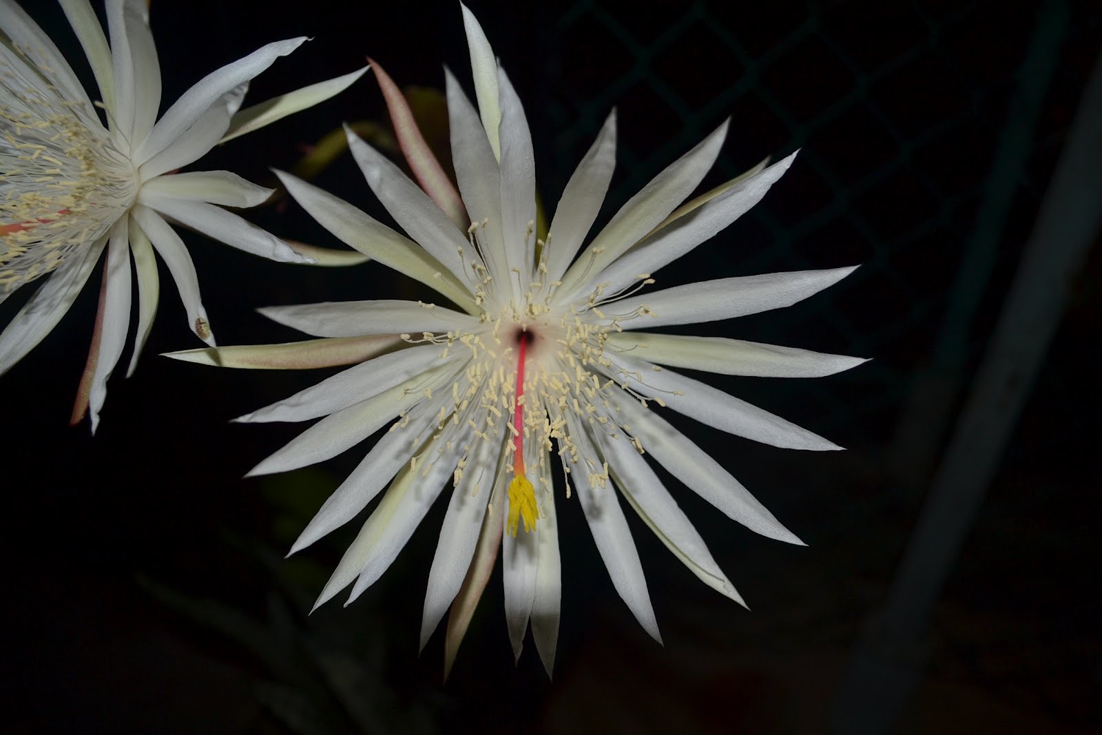 Hidup Yang KetentuanNYA: Bunga Sunda Malam Atau Bakawali ? Bakawali le..