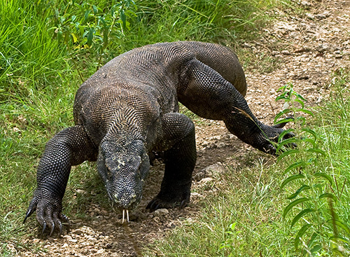 Dunia Hewan : Fakta Unik tentang kadal | Nyatanya.Com