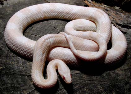Is this a snow corn? | Reptile Forums