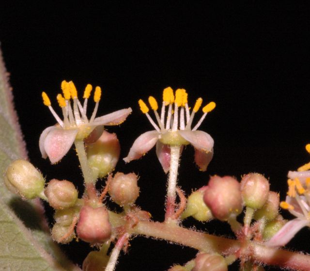 Temukuri - Plantas Mexicanas: Bursera arborea