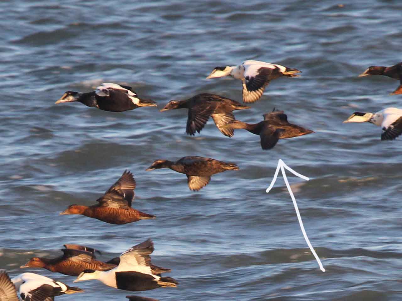 Les oiseaux de la région de La Pocatière, Québec: C'est un Canard noir...