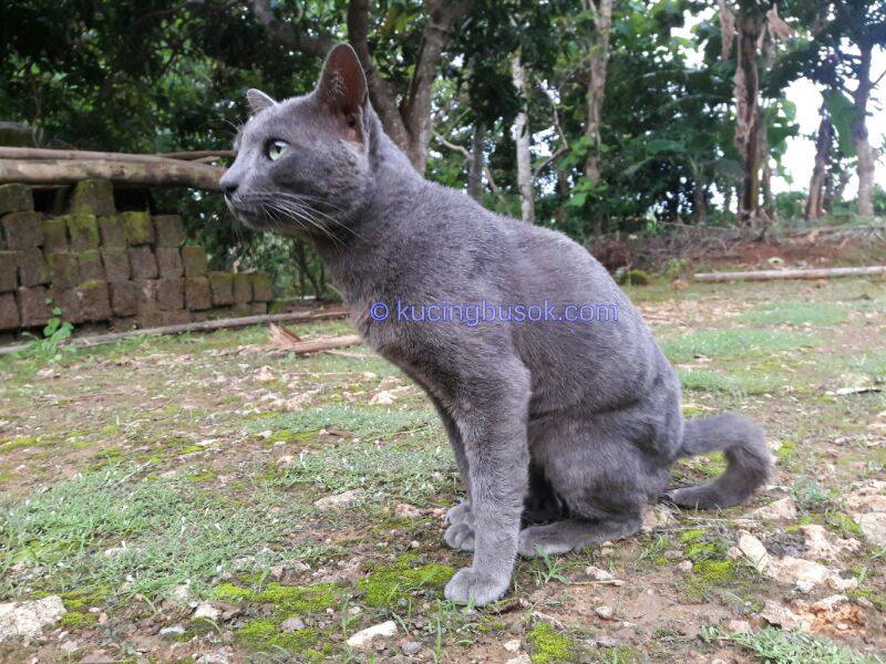 Mengenal Kucing Busok, Kucing Ras Asli Indonesia | KASKUS