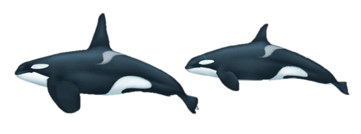 El alucinante mundo marino: Orca (Orcinus orca) | “Killer whale”