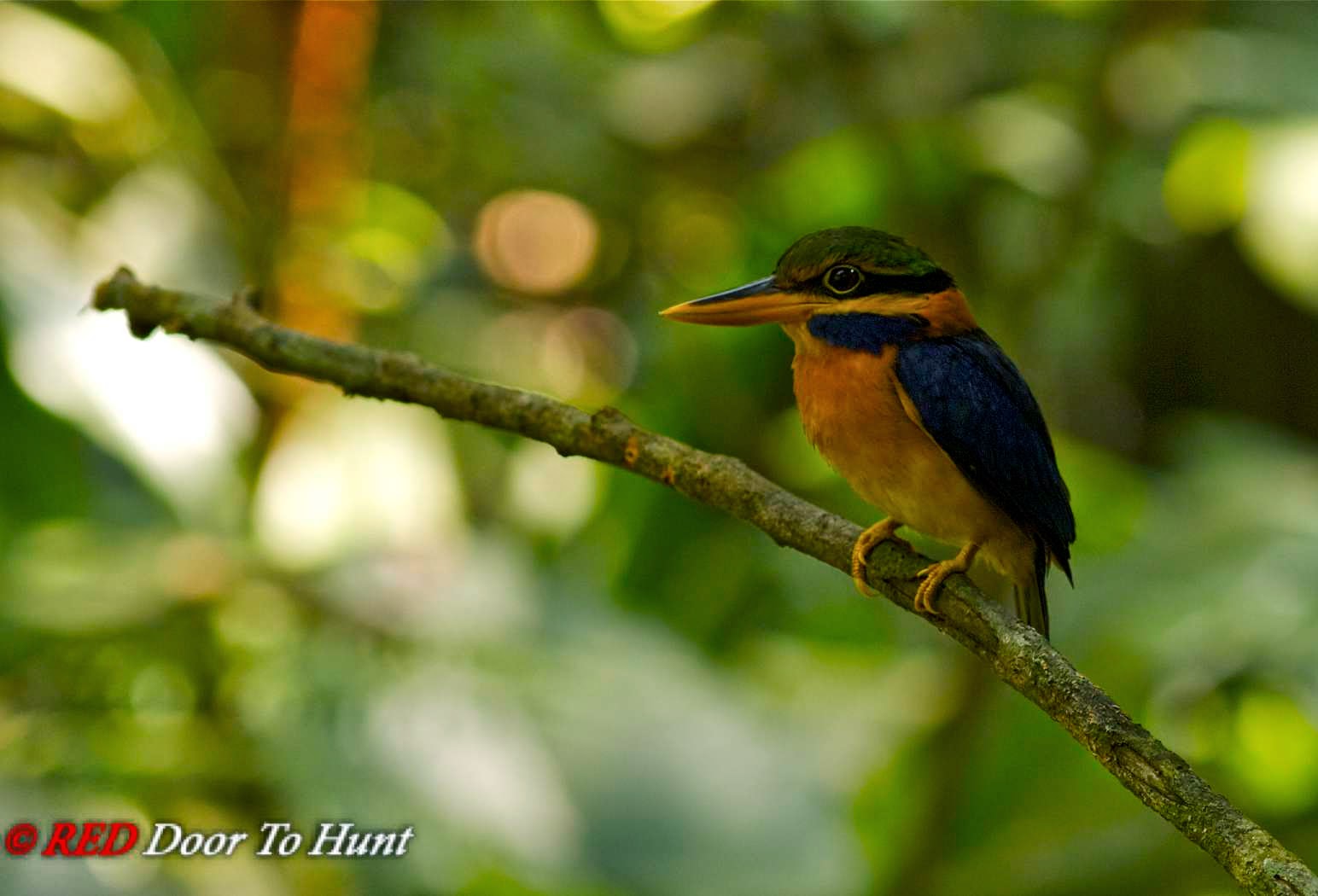 RED Door To Hunt: PEMERHATIAN BURUNG PEKAKA DI MUSIM MENGAWAN
