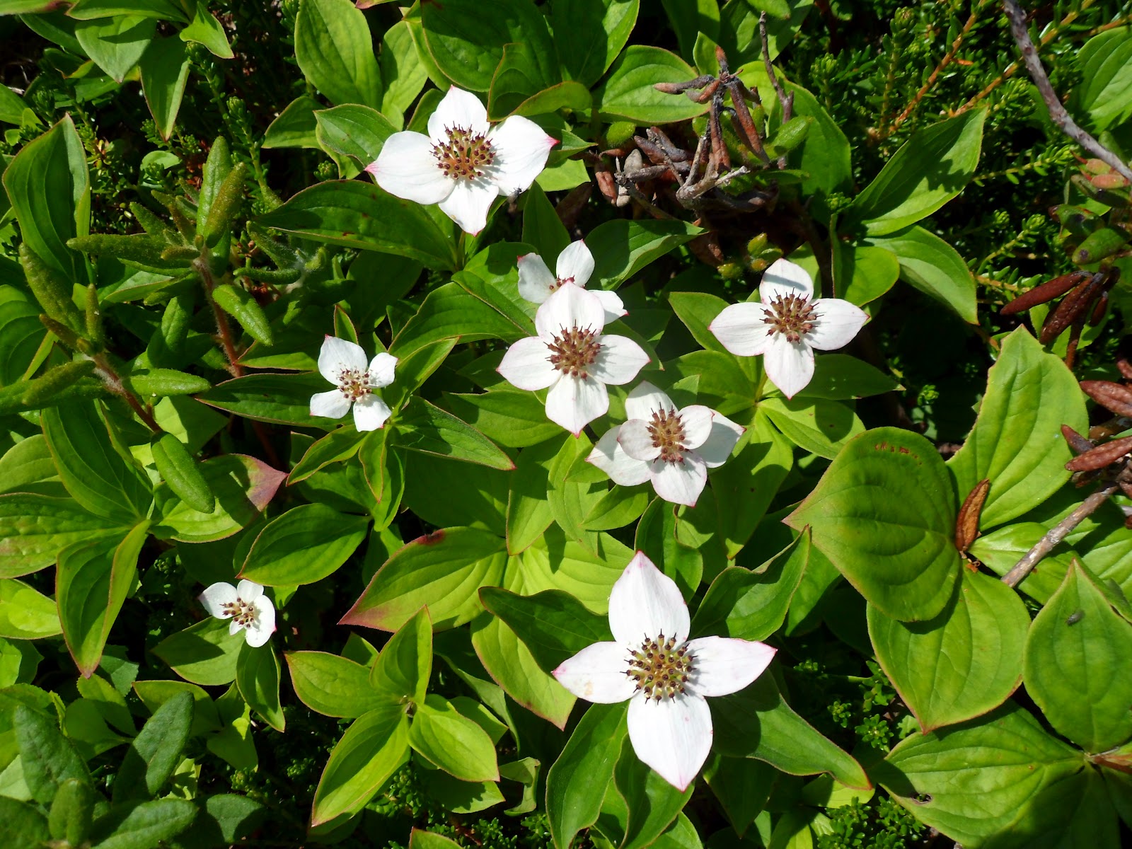Newfoundland and Labrador trip: Wildflowers in Newfoundland