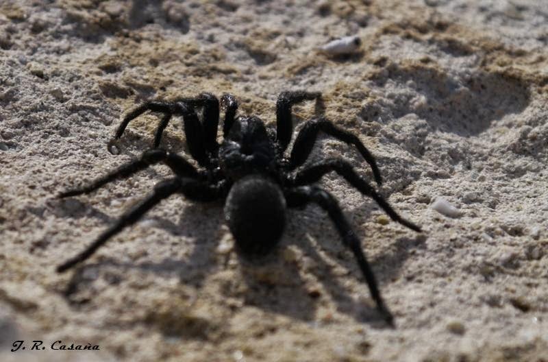 El Gallipato Alcublano: Cyrtauchenius walckenaeri (Lucas, 1846)