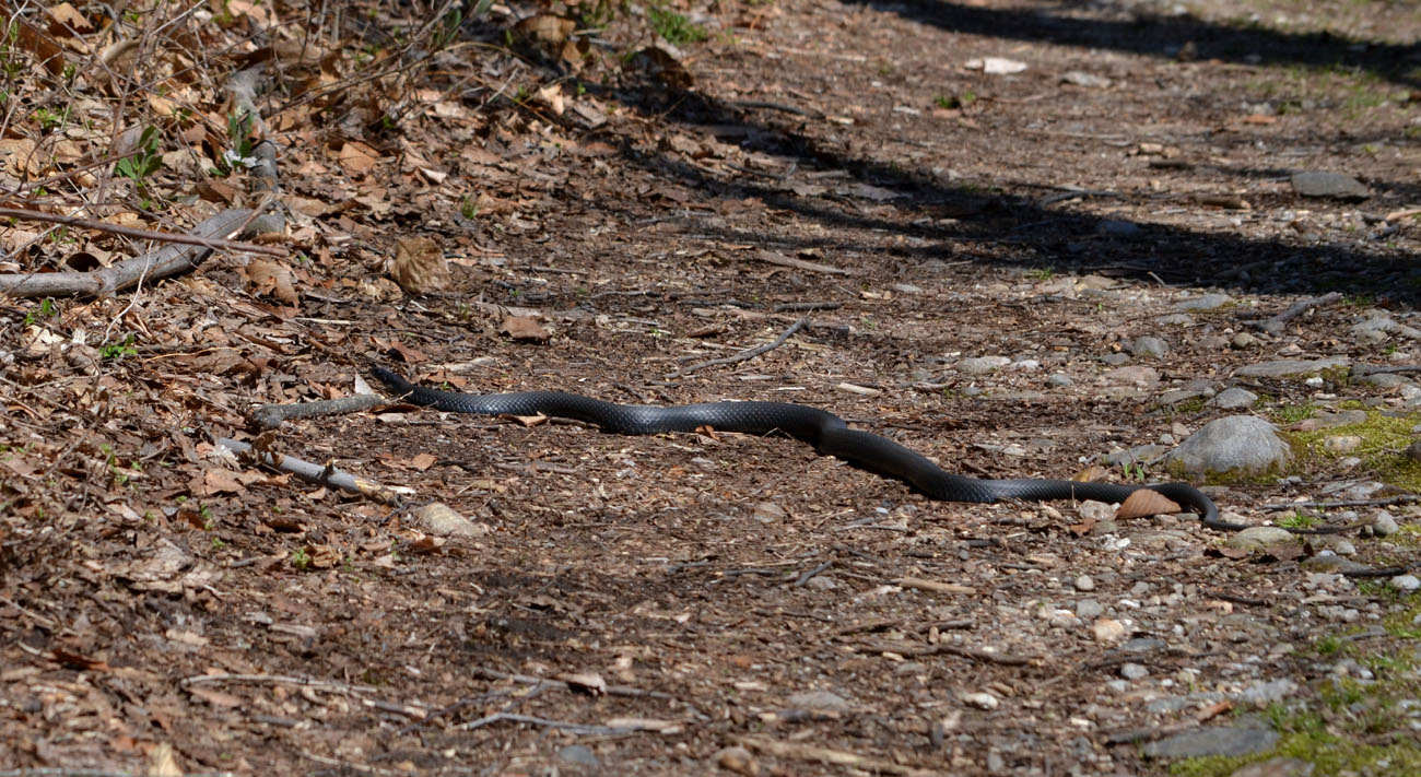 Woods Walks and Wildlife: April 2014