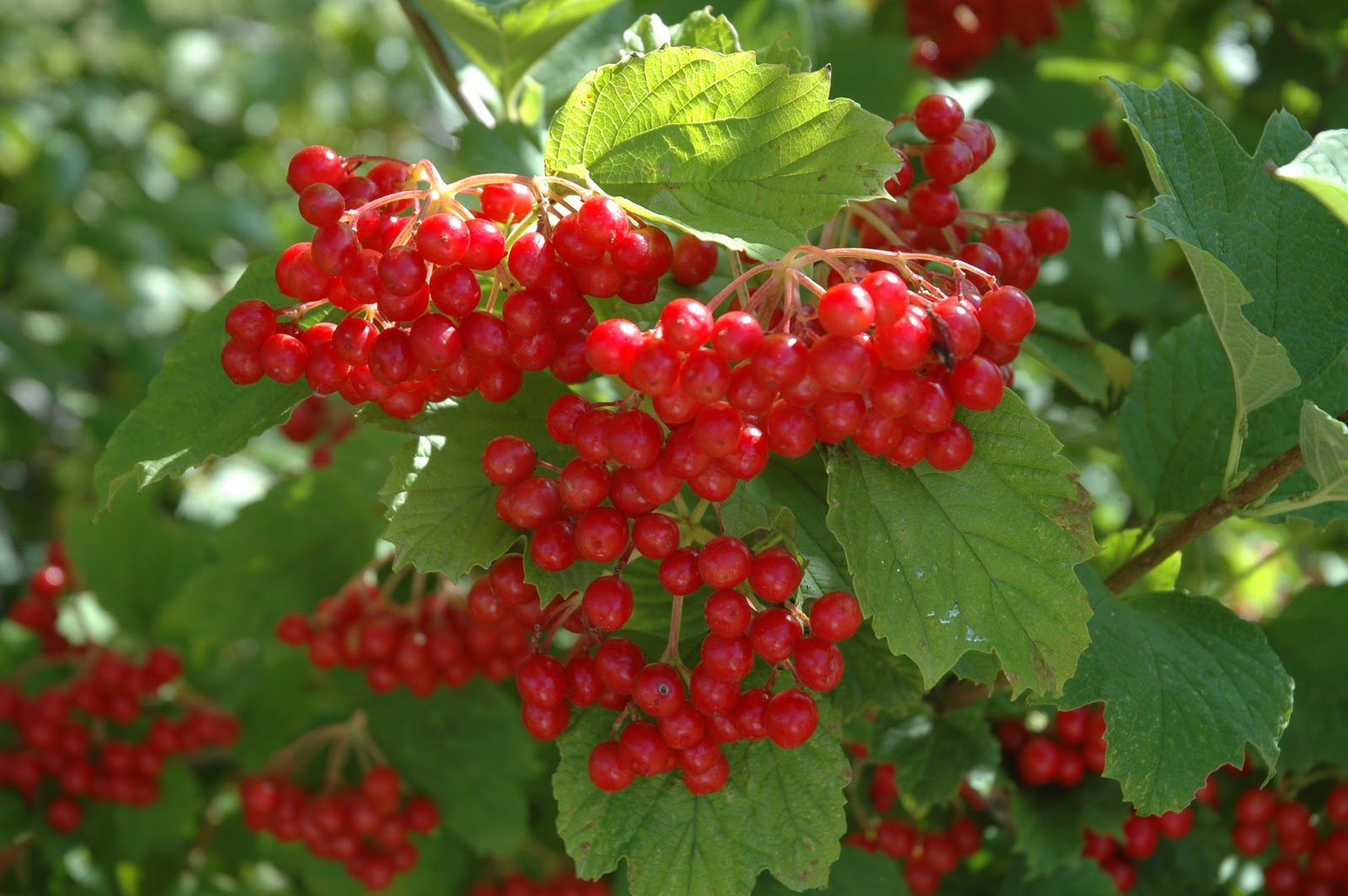 Somers Wisconsin Pioneer History: Beautiful Wisconsin