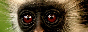 SunSpark of Truth: Monkey Eyes