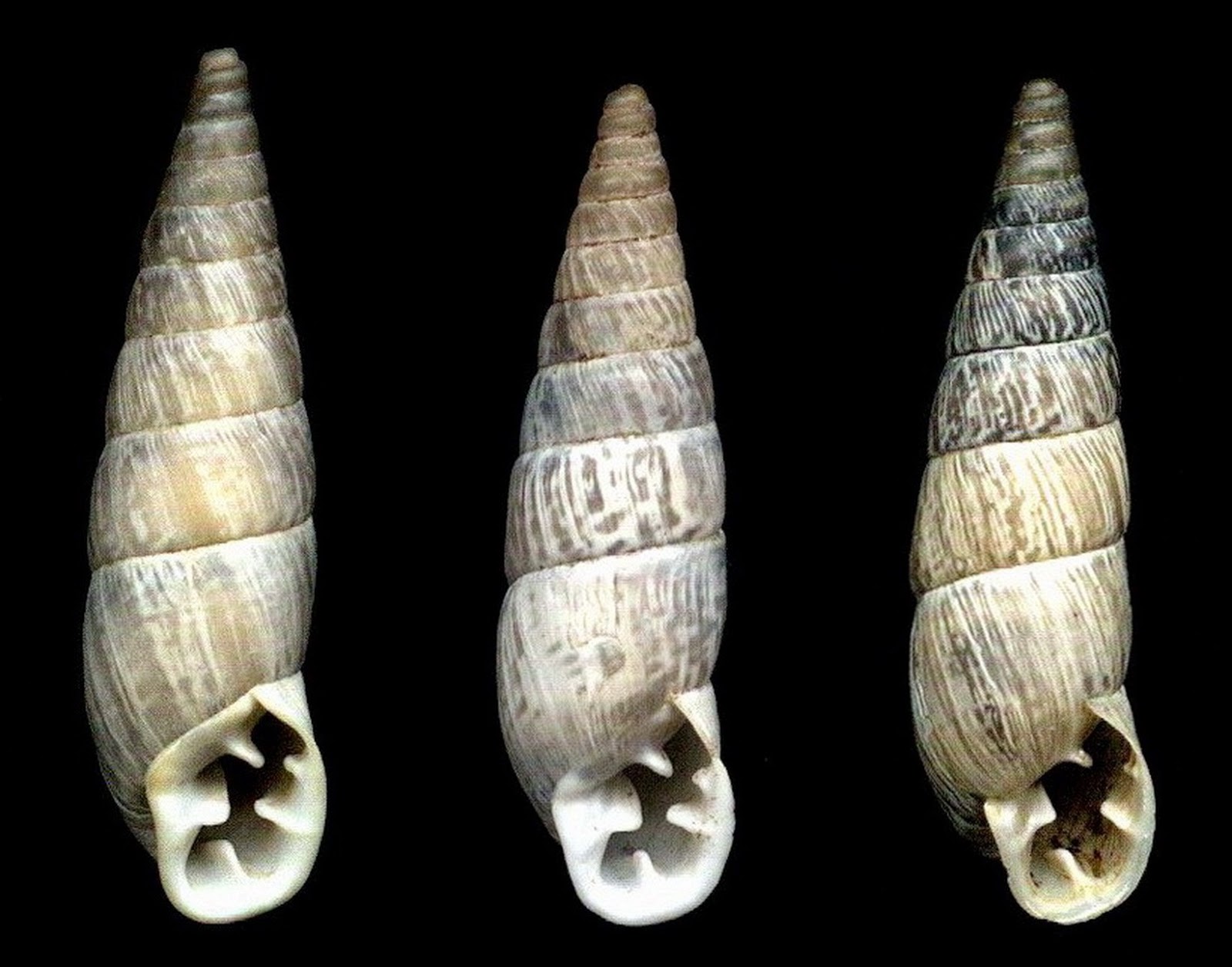 Moluscos terrestres de Argentina: Spixia marmorata Hylton Scott, 1971