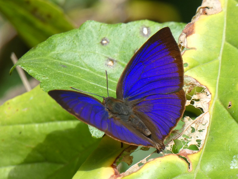 Birding North Unst: February 2018
