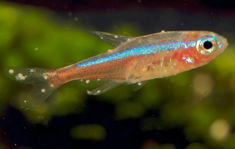 Lab Animal Vet: Answers Questions 21-30