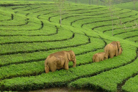Highest tea plantations, Munnar and John Munro
