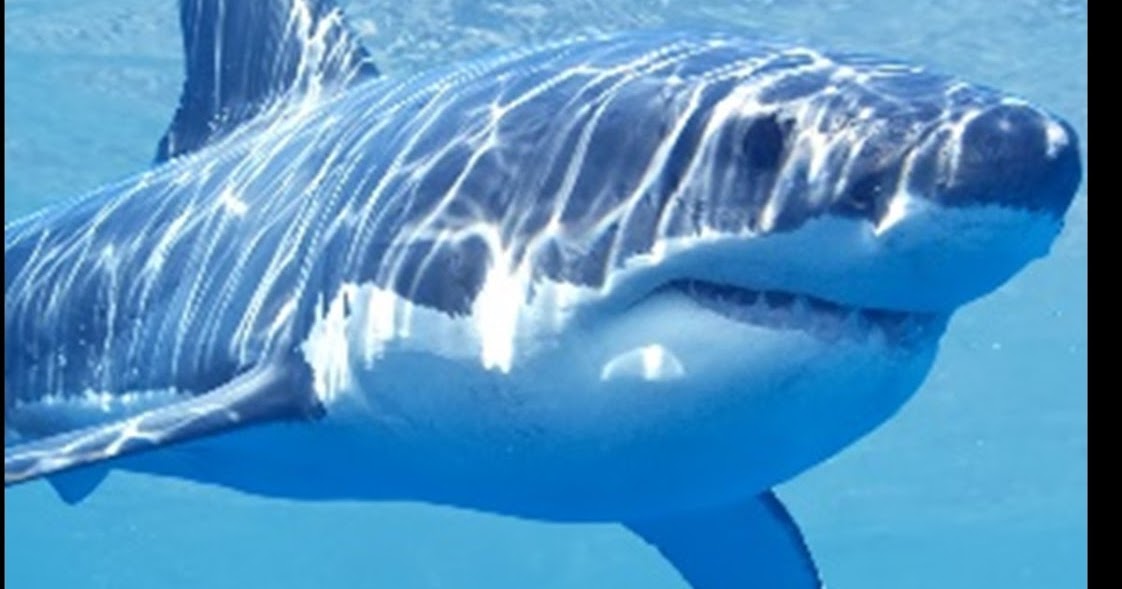 Summer School Science: All About SHARKS! | Double Dose of Learning