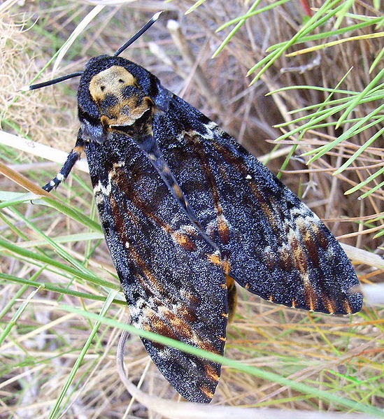 Entomologando: Acherontia atropos