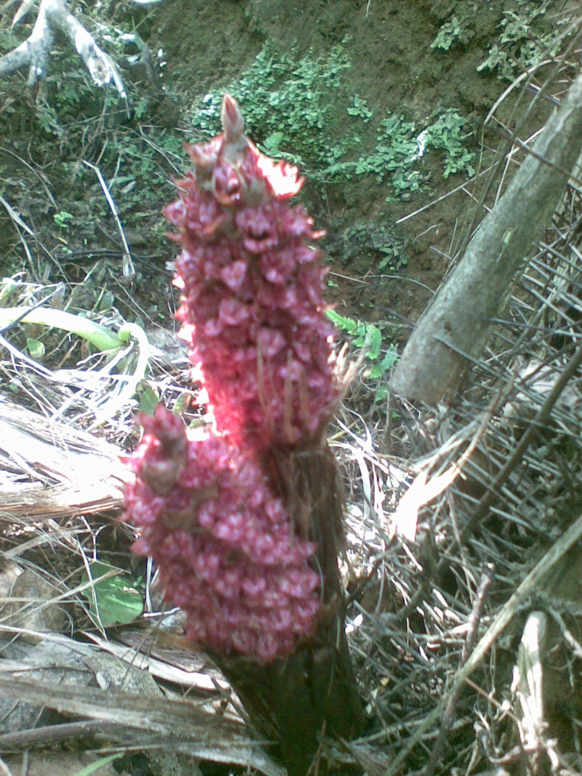 28+ Gambar Bunga Salak Betina yang Banyak Dicari - Informasi Seputar ...