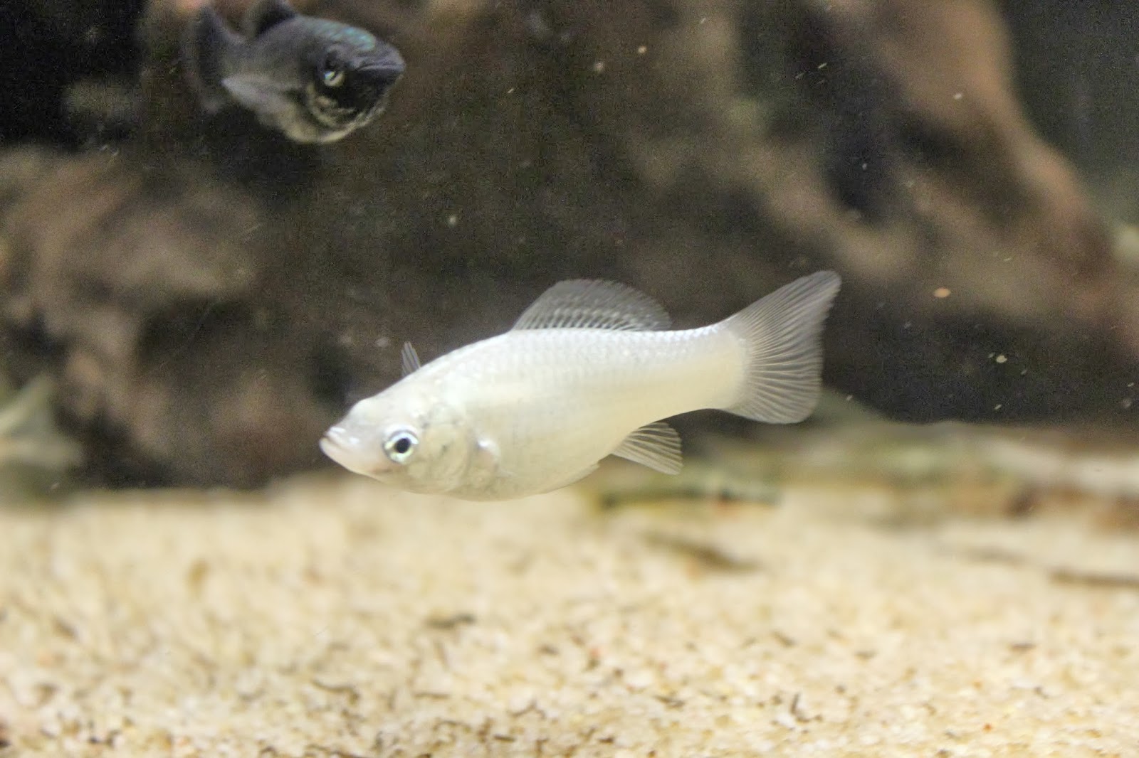 Finatics Tropical Fish