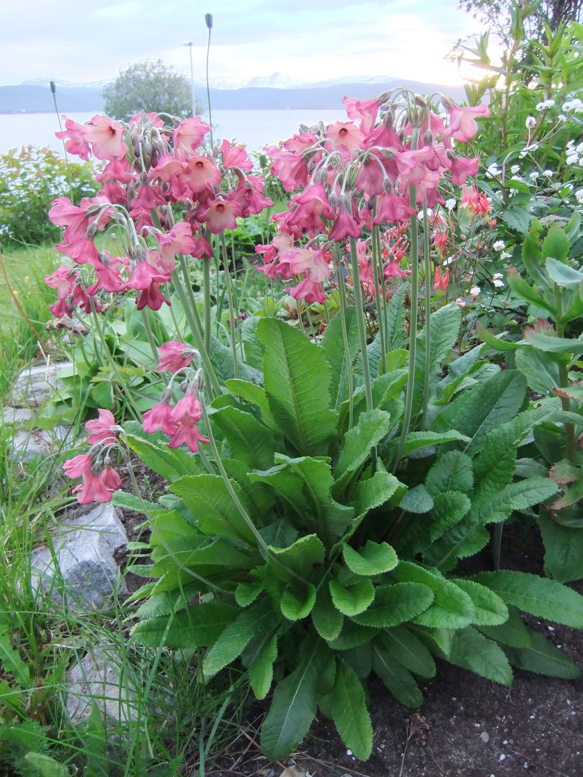 Hage 69 grader N: Se min hage