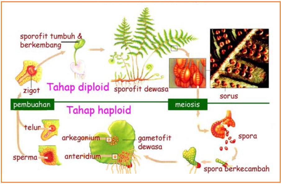 SOAL LUMUT AND PAKU - Biology Page