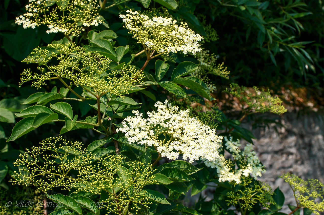 Wilde planten in Brugge: De gewone vlier - Sambucus nigra
