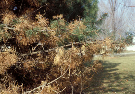 Mister Flower: Νέκρωση των Άκρων στα Κωνοφόρα ή Diplopia (ή Sphaeropsis)