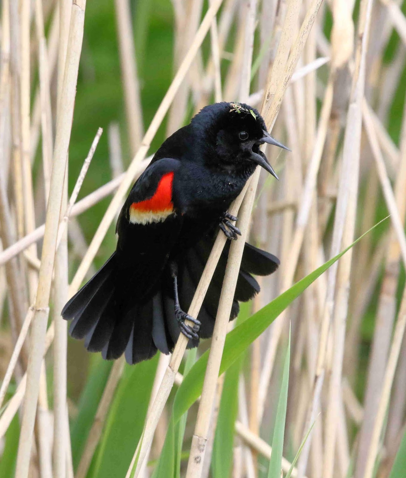 Birds from Behind : Why They Call Me "Loopy..."