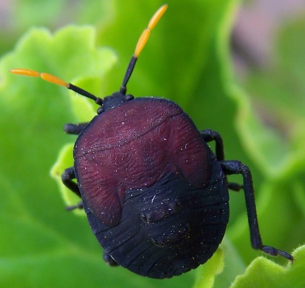 What Bugs Are In Africa at Mackenzie Boehm blog