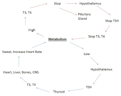 Holly's Biology Adventures: Fantastic Feedback Loops