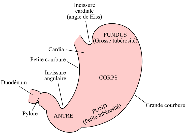 Fonction de nutrition